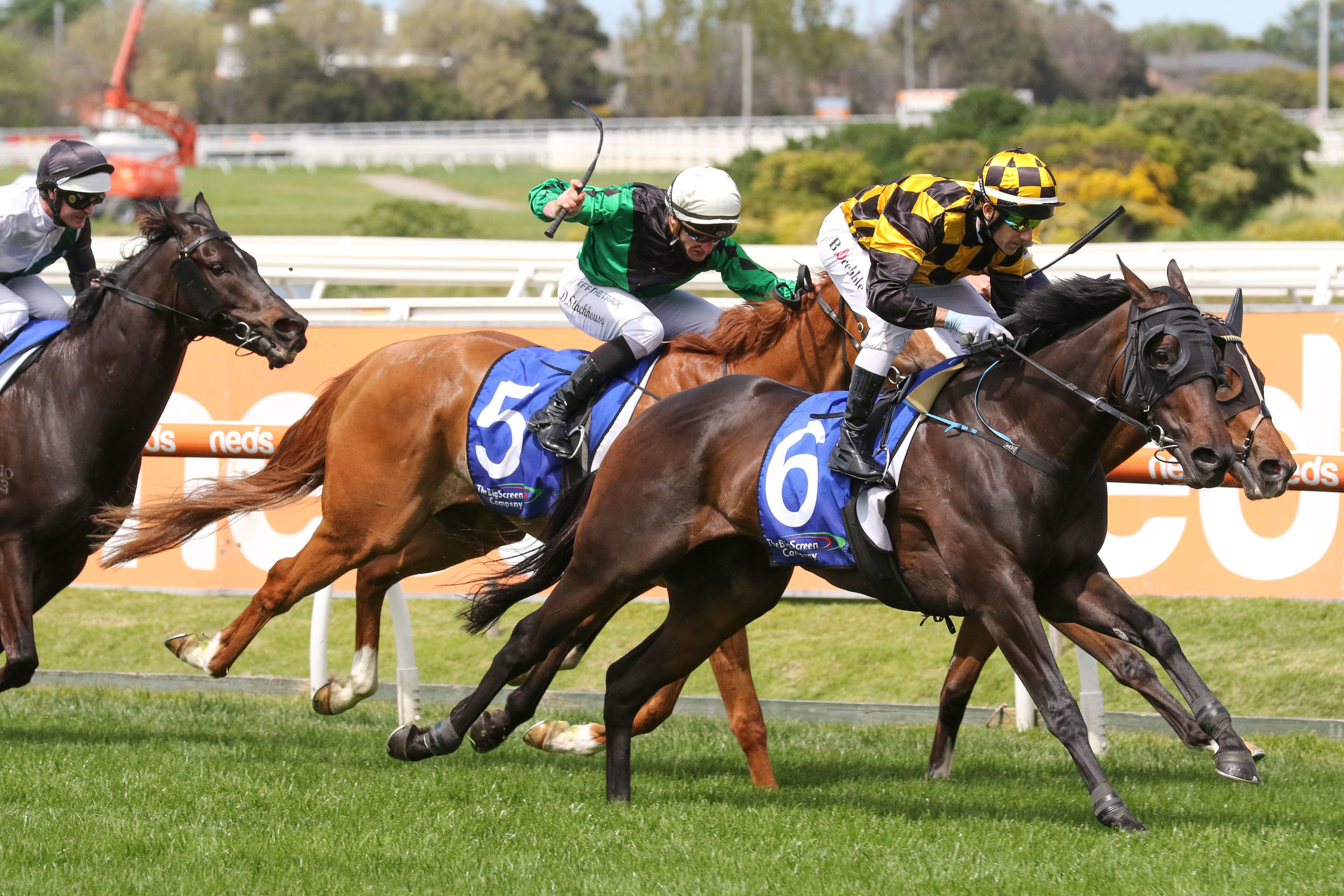 Exciting NZ mare makes the move to Australia | RacingFans.com.au