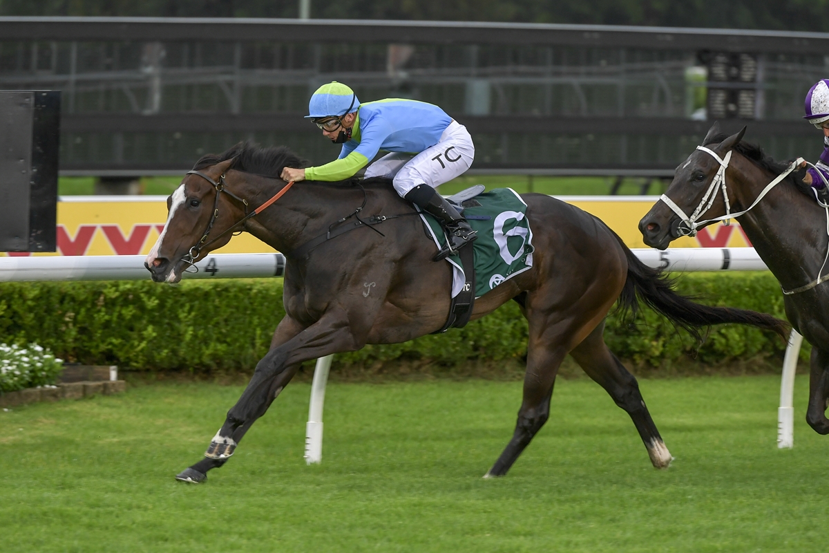 Rosehill return for Shades Of Rose | RacingFans.com.au