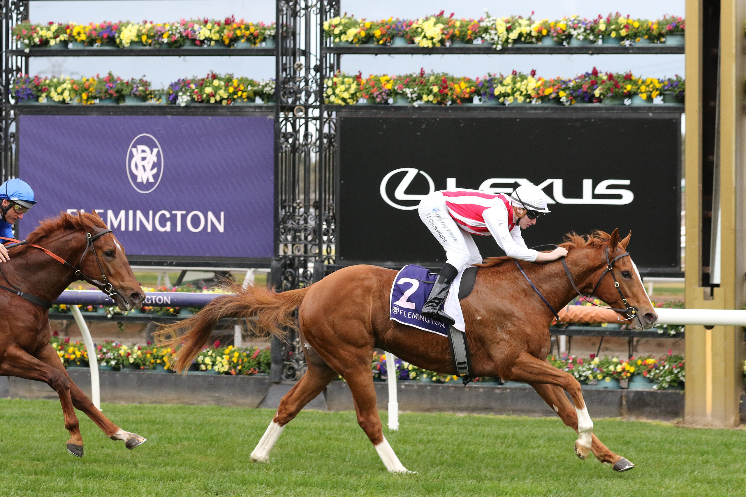 Spring in mind for unbeaten Giga Kick | RacingFans.com.au