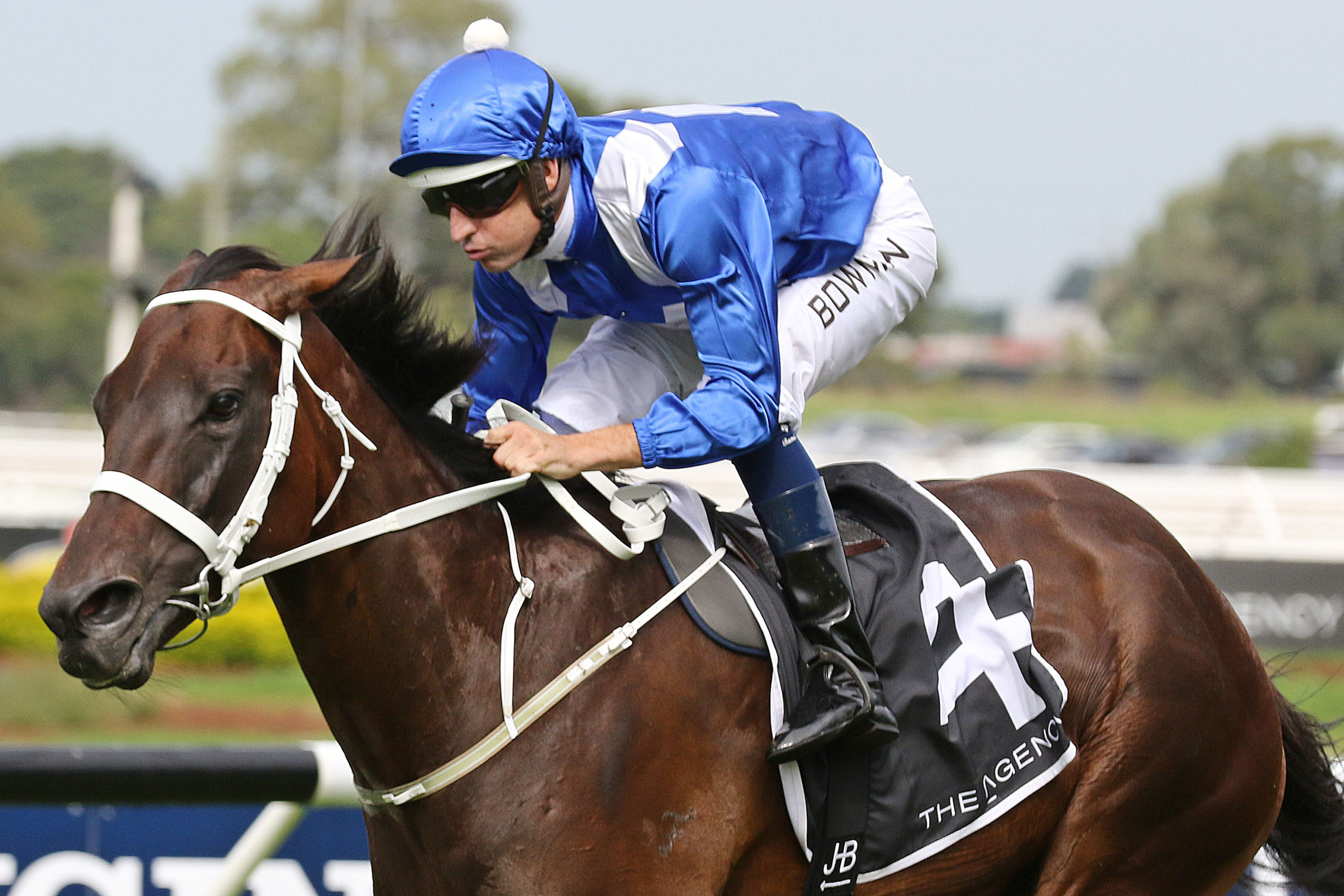 World waits on Champion mare Winx's foal | RacingFans.com.au