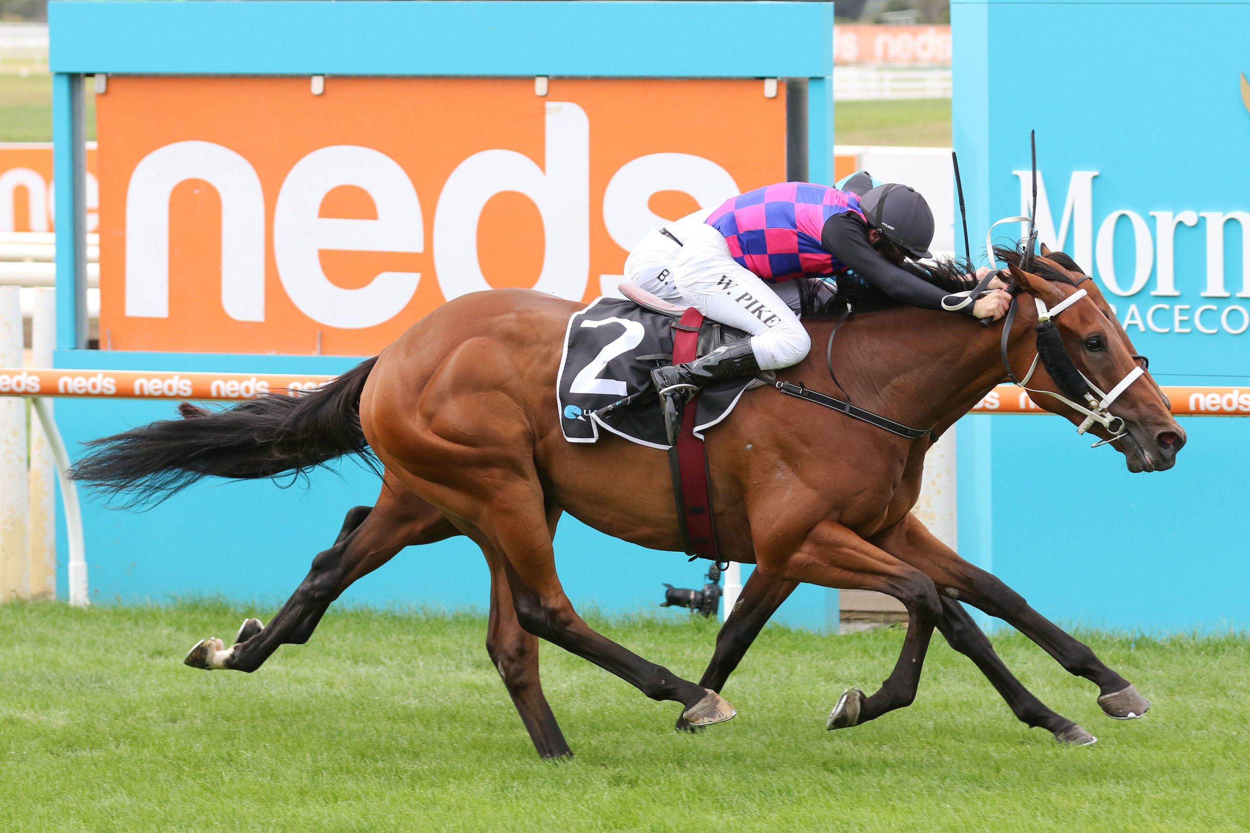 Dom shooting for a win in the Perth Cup 2023 | RacingFans.com.au