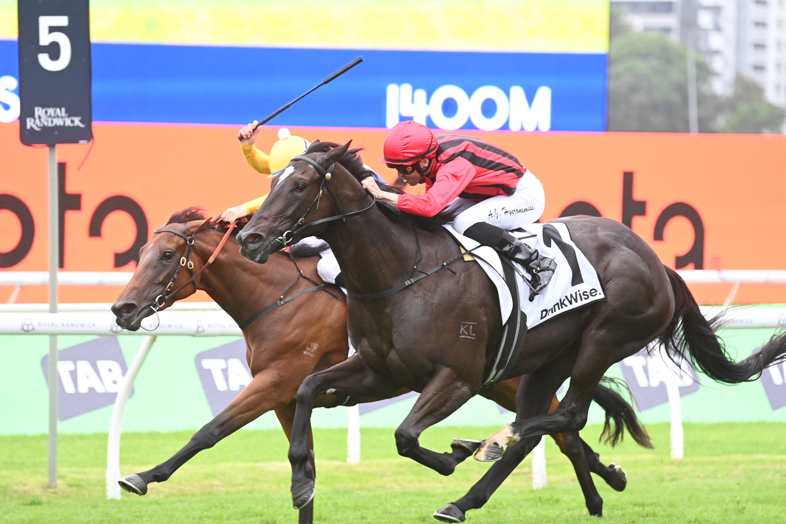 G1 Coolmore Classic next target for Tropical Squall | RacingFans.com.au