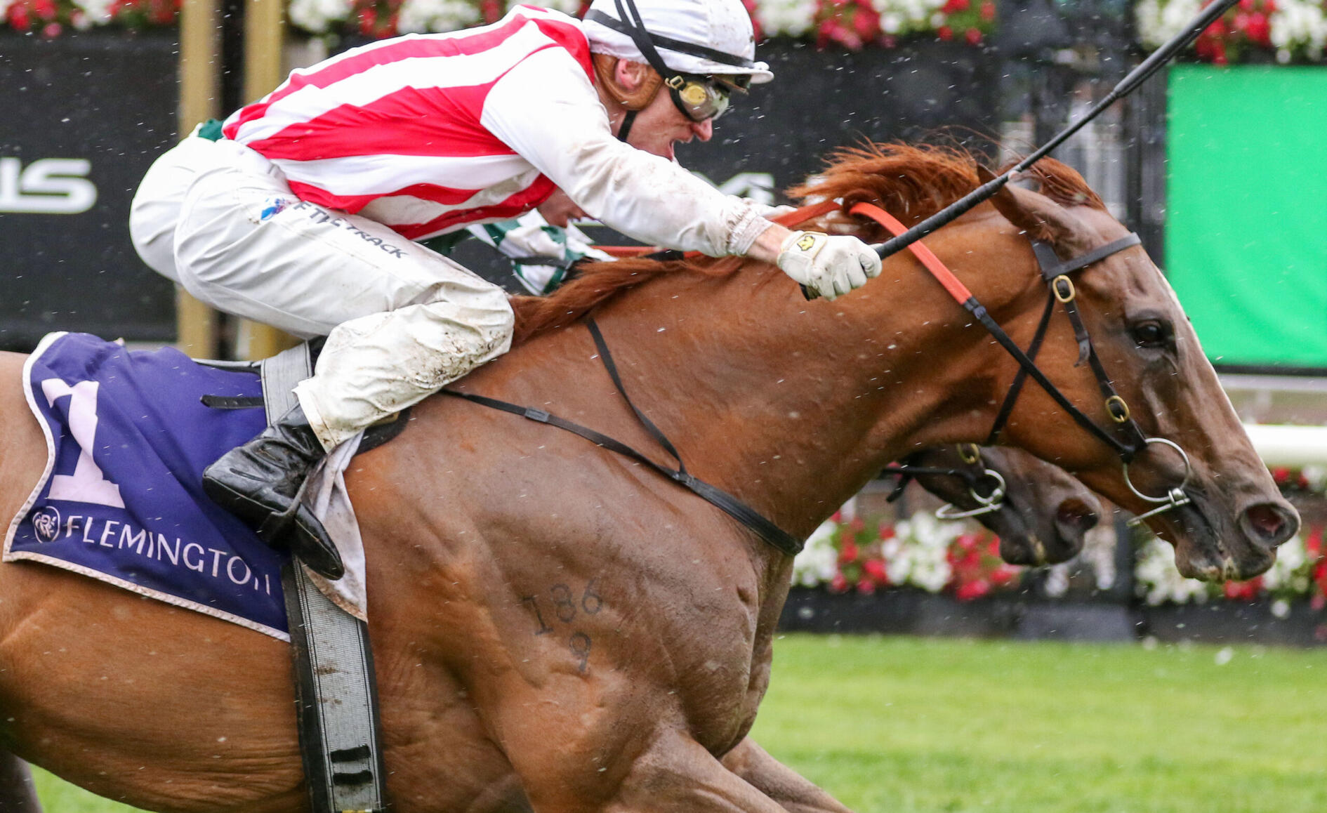 Giga Kick trials nicely ahead of Black Caviar Lightning Stakes return ...